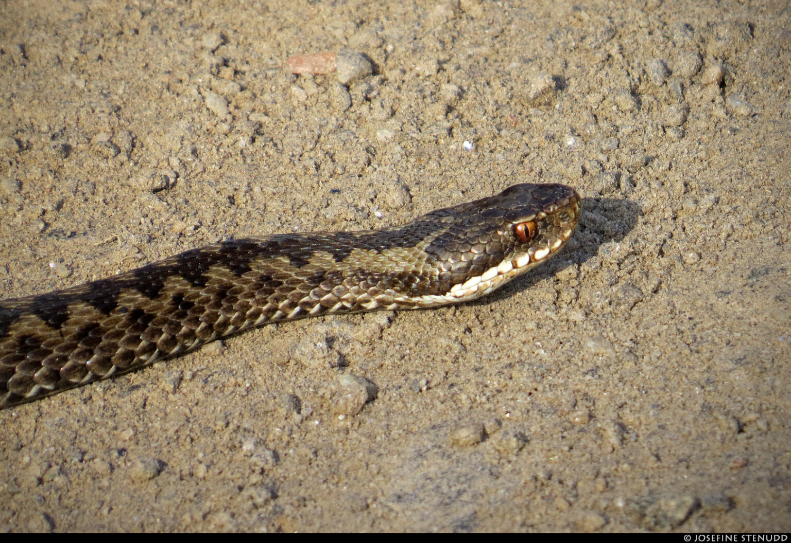 Snakes in Sweden - Know The Types And Their Behaviors